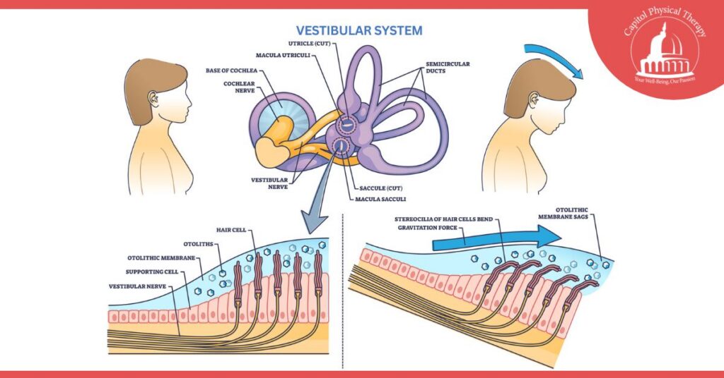 Balance Problems Explained: Causes, Symptoms, And How Physical Therapy ...